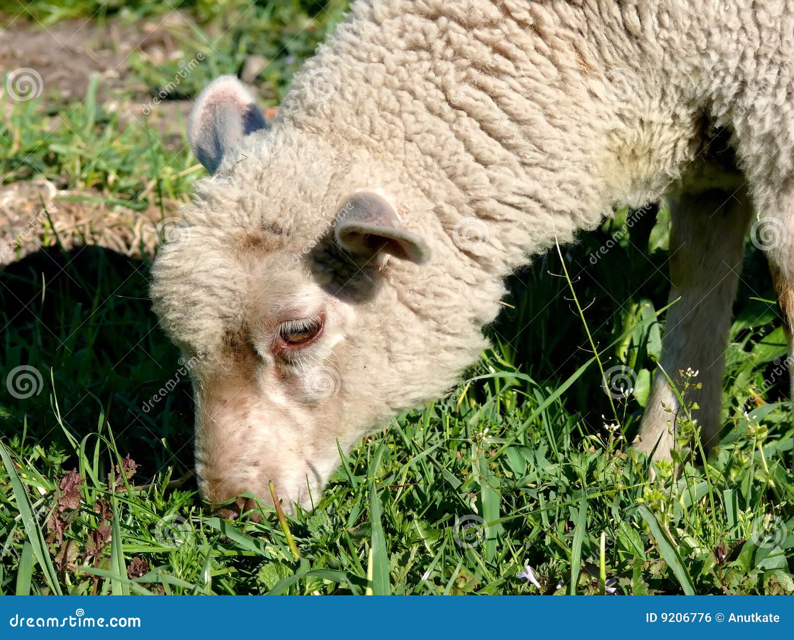 Lamb on pasture stock photo. Image of wool, lamb, pasture - 9206776
