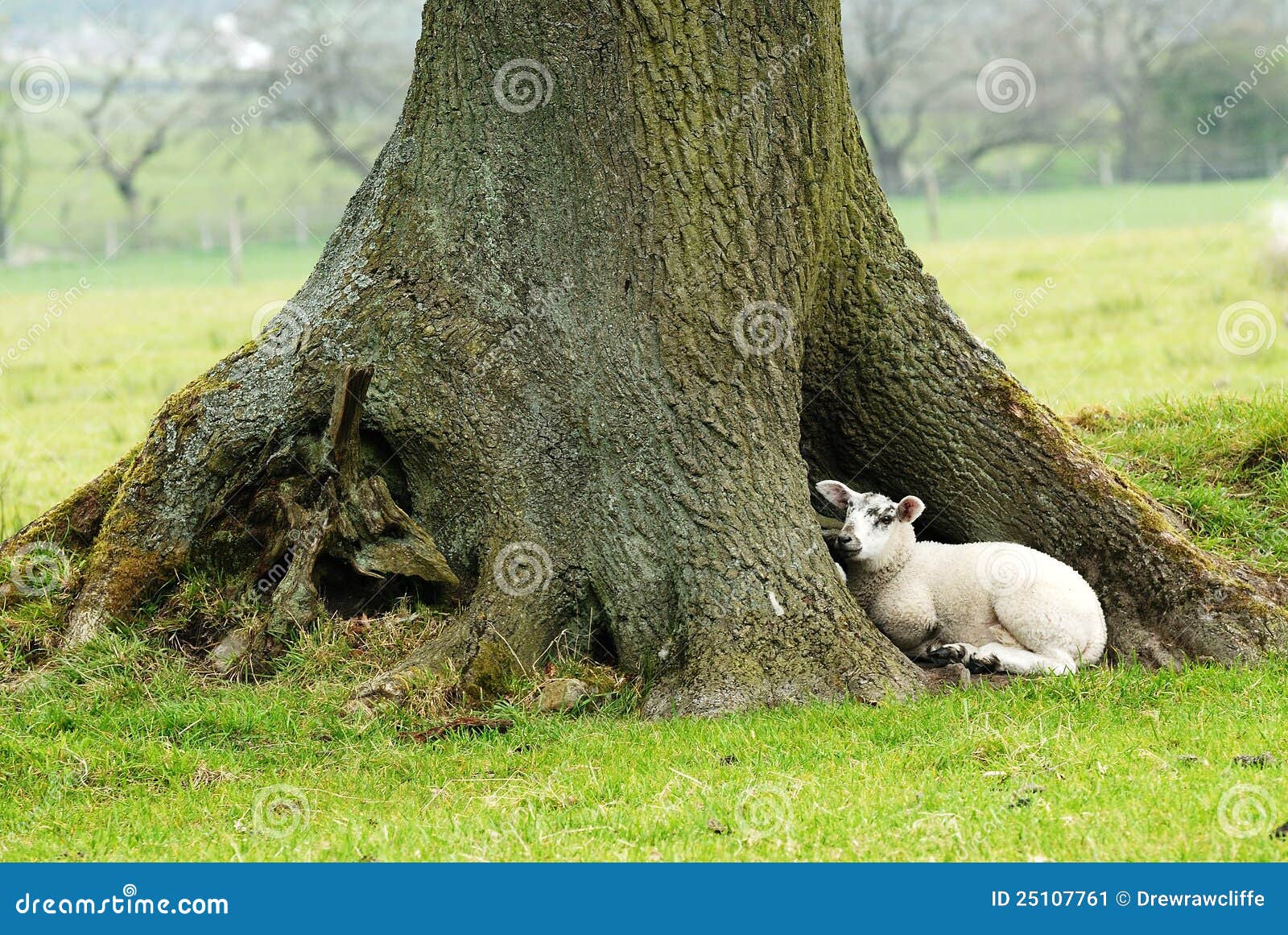 A Lamb Playing Hide and Seek Stock Image - Image of large, resting ...