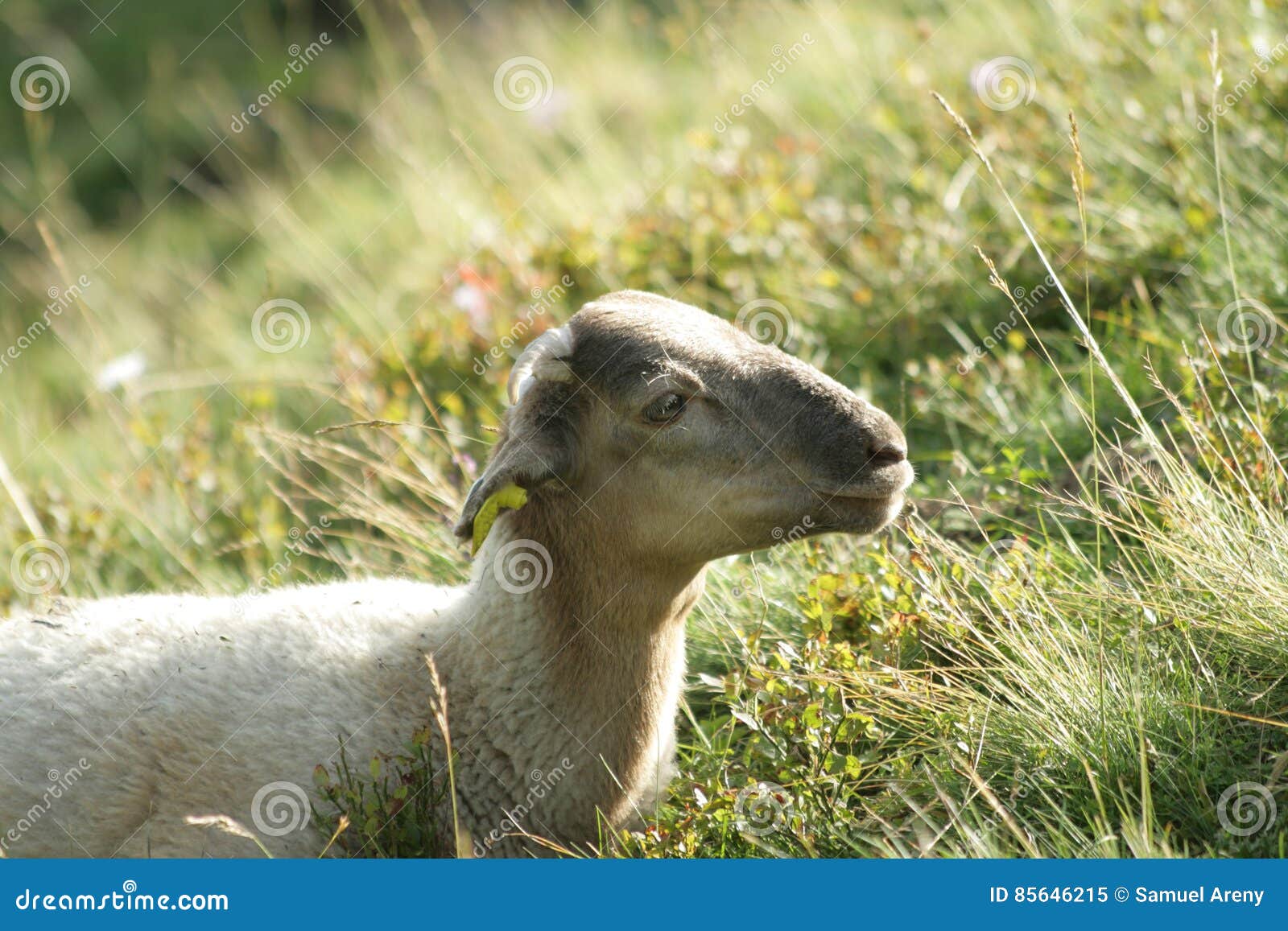 Lamb in Pyrenees stock image. Image of browse, farm, countryside - 85646215