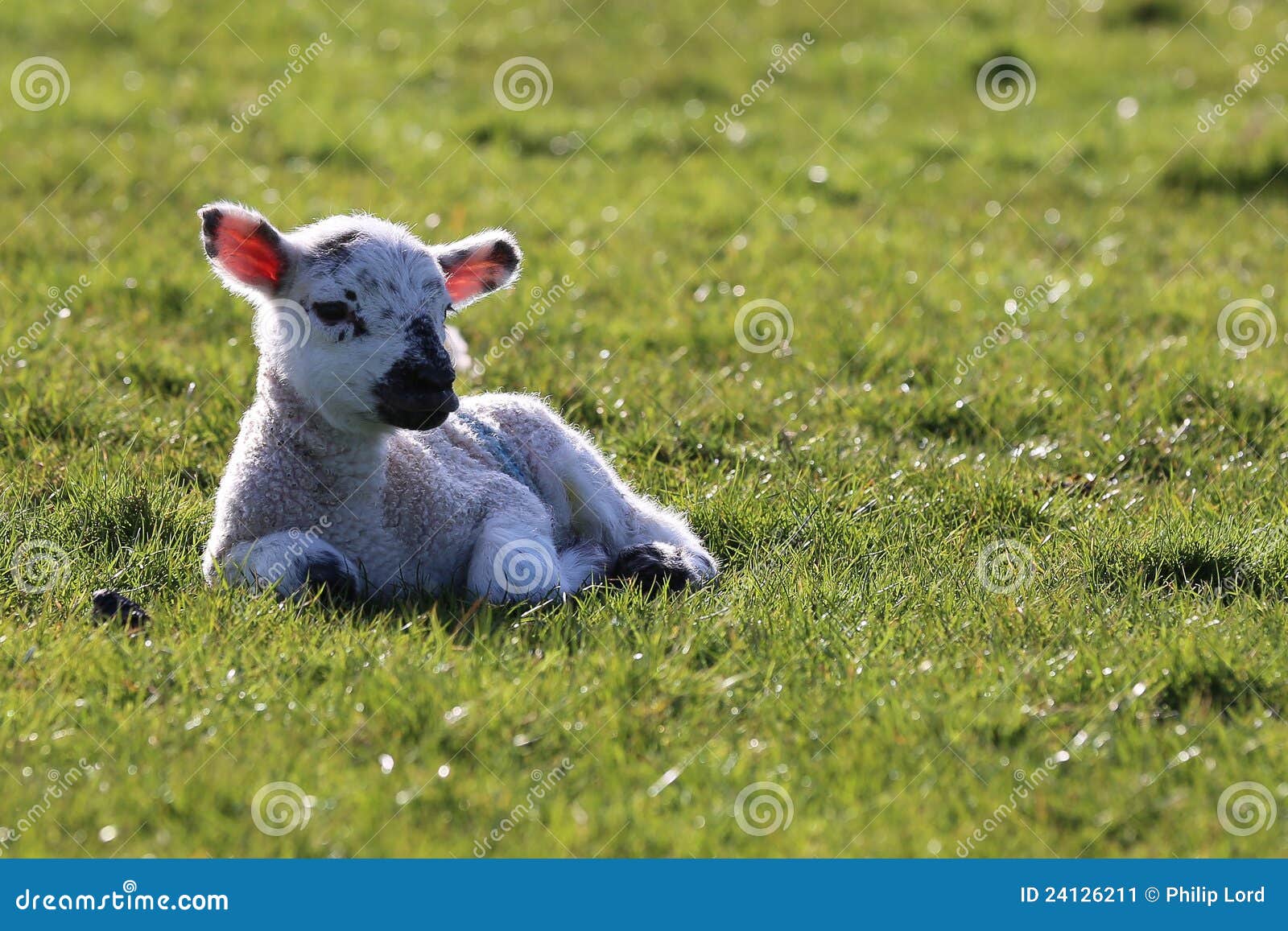 Lamb relaxing in field stock image. Image of lying, rural - 24126211
