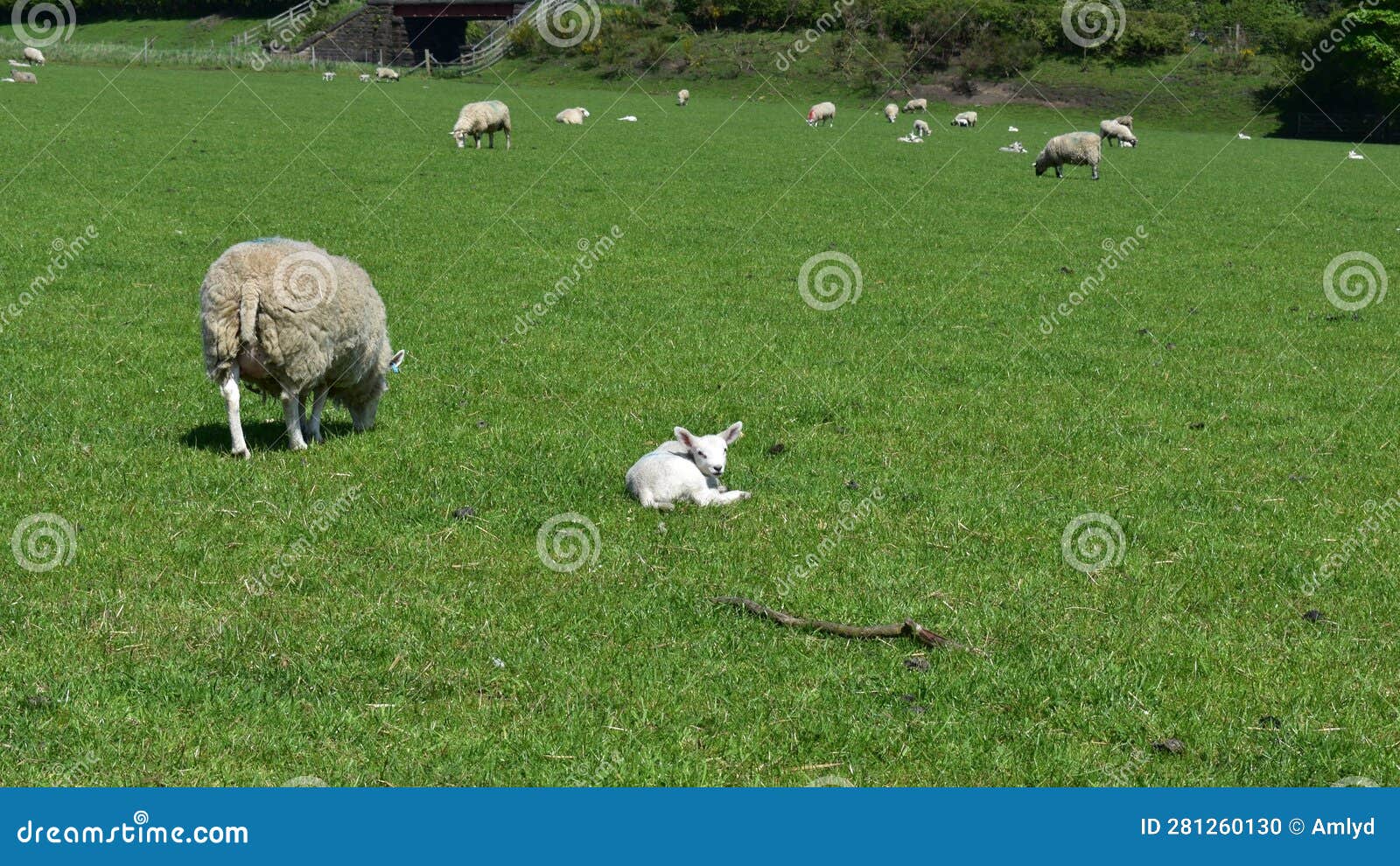 Lamb resting by ewe stock photo. Image of grazing, bank - 281260130