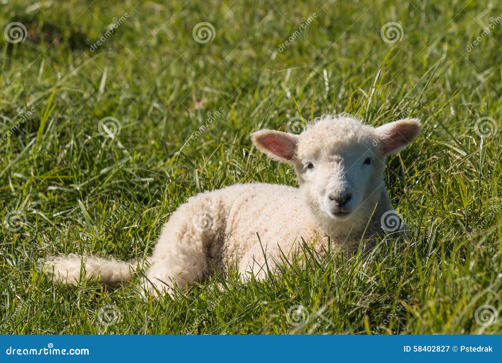 1,083 Lamb Resting Grass Stock Photos - Free & Royalty-Free Stock ...