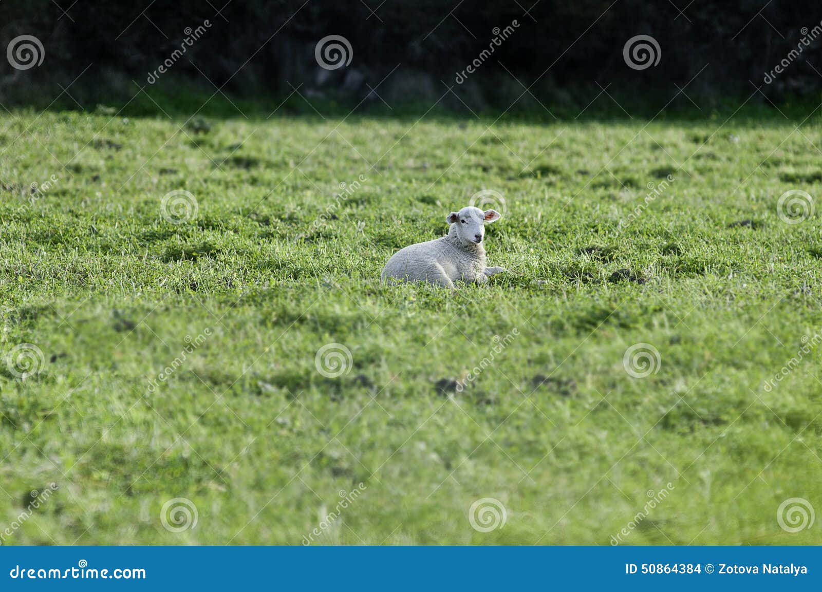 Lamb resting in the grass stock photo. Image of method - 50864384
