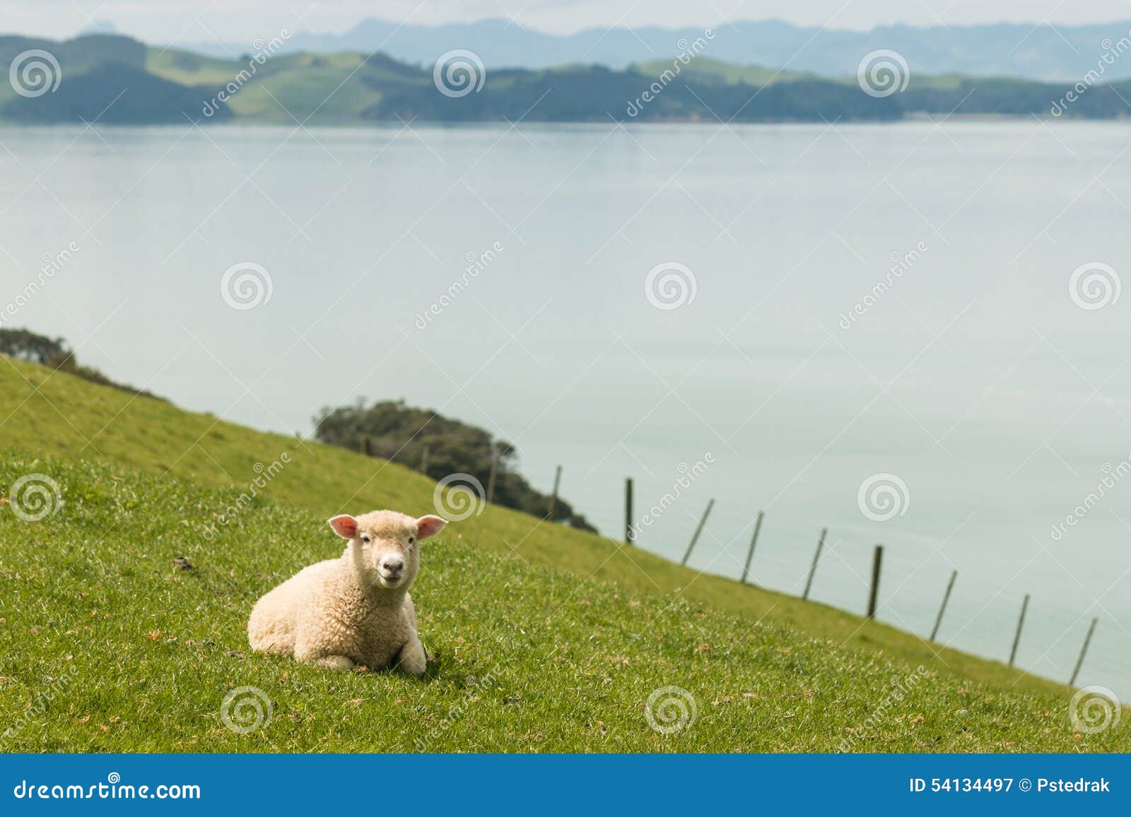 Lamb Resting on Grassy Slope Stock Image - Image of woolly, fresh: 54134497