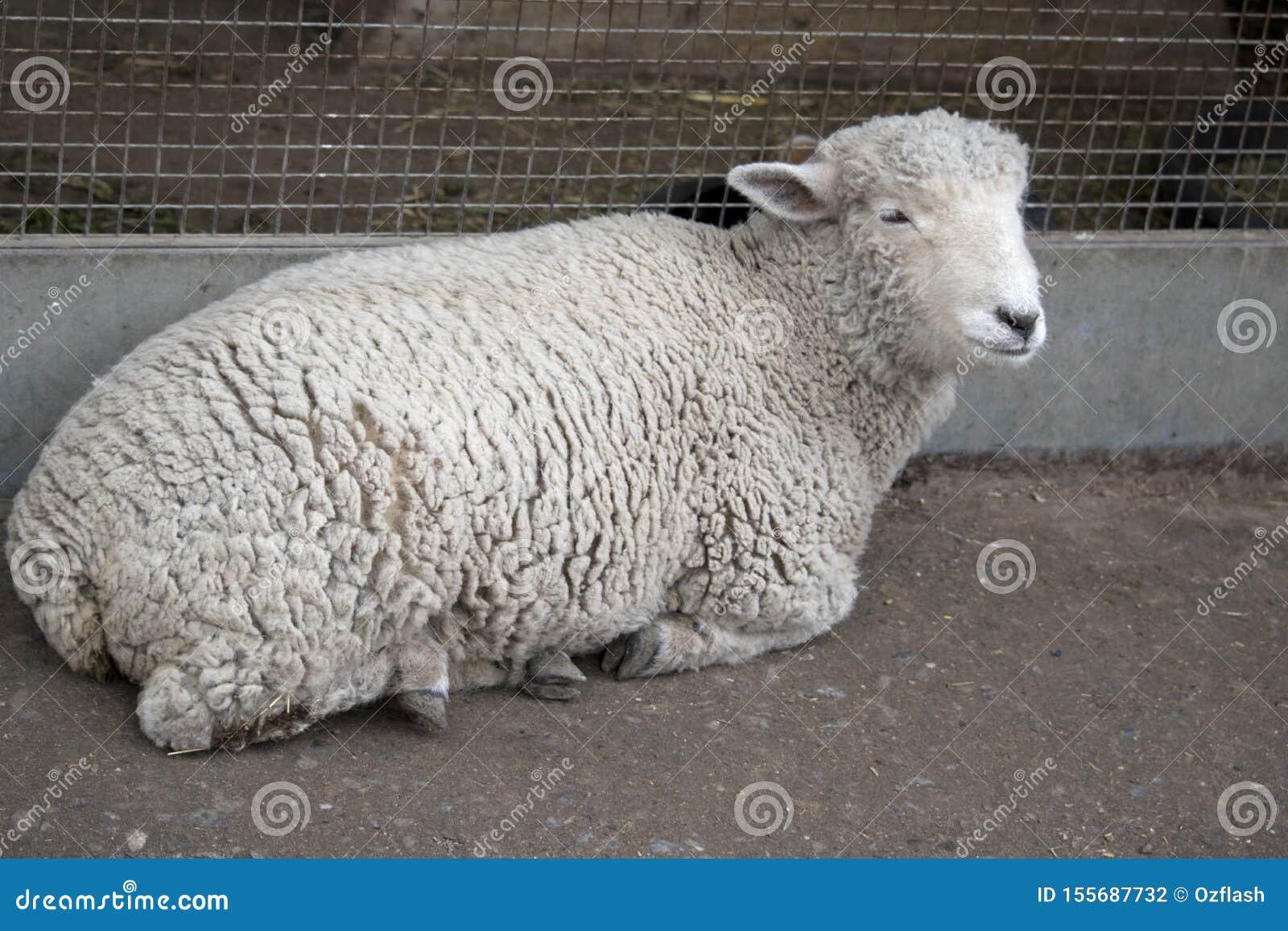 The lamb is resting stock photo. Image of curly, wool - 155687732