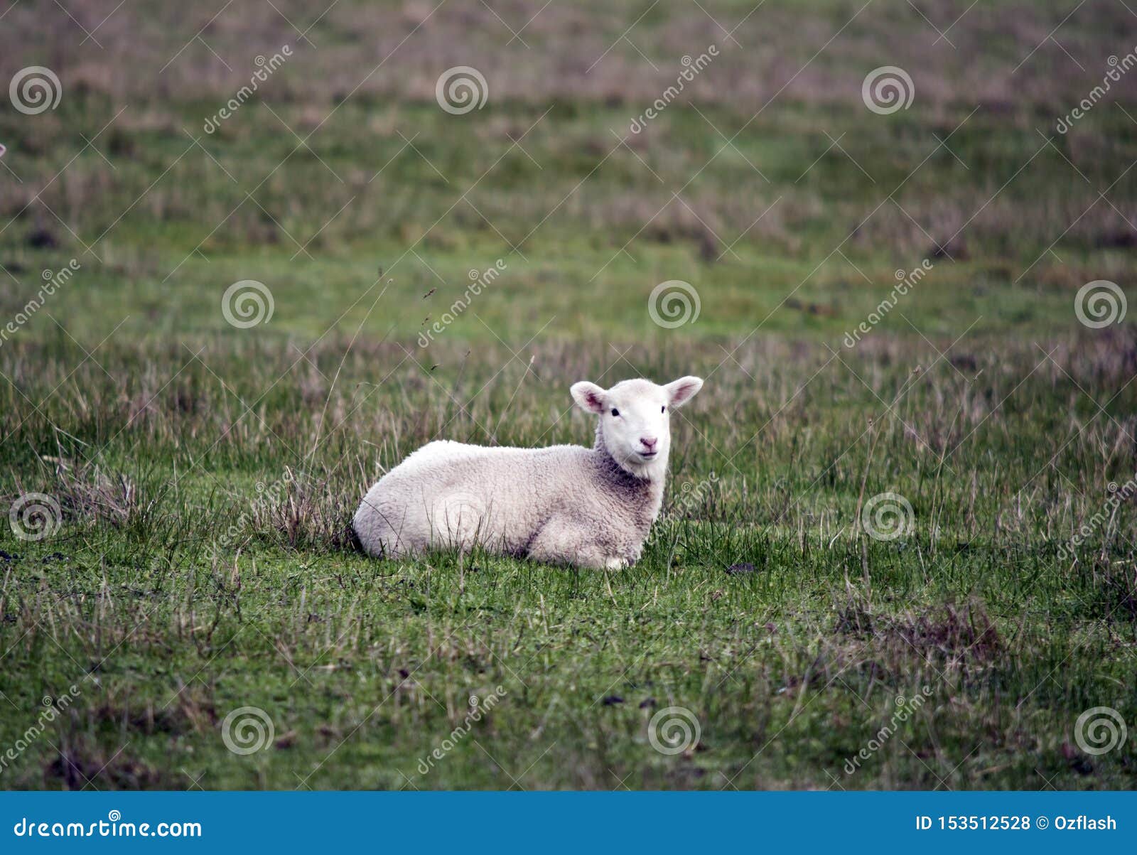 The lamb is resting stock photo. Image of agriculture - 153512528