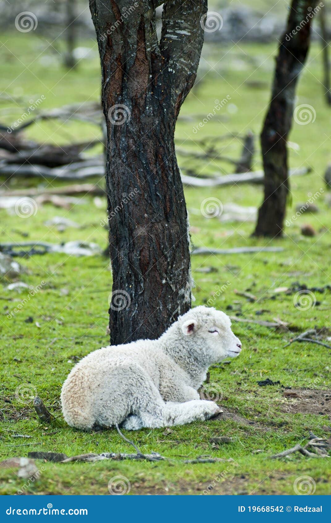 Lamb resting under tree stock photo. Image of livestock - 19668542