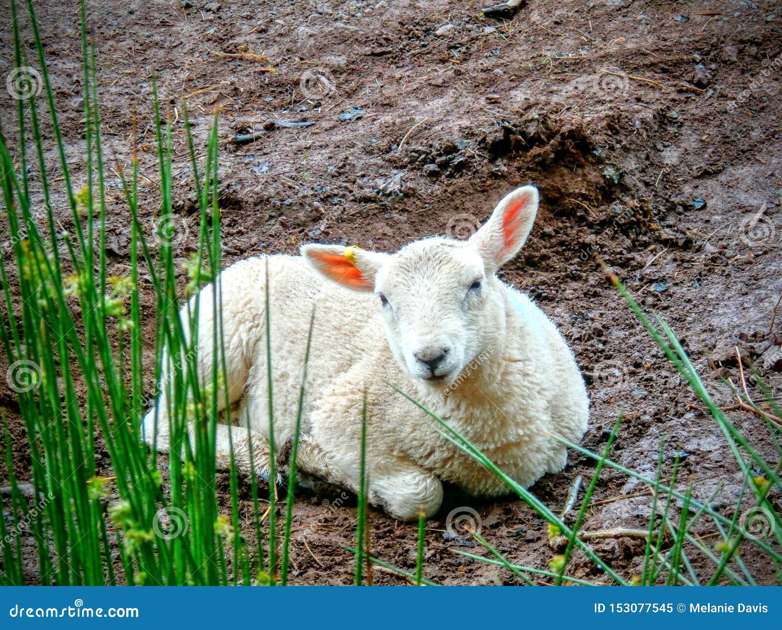 Lamb resting stock image. Image of resting, skye, lamb - 153077545
