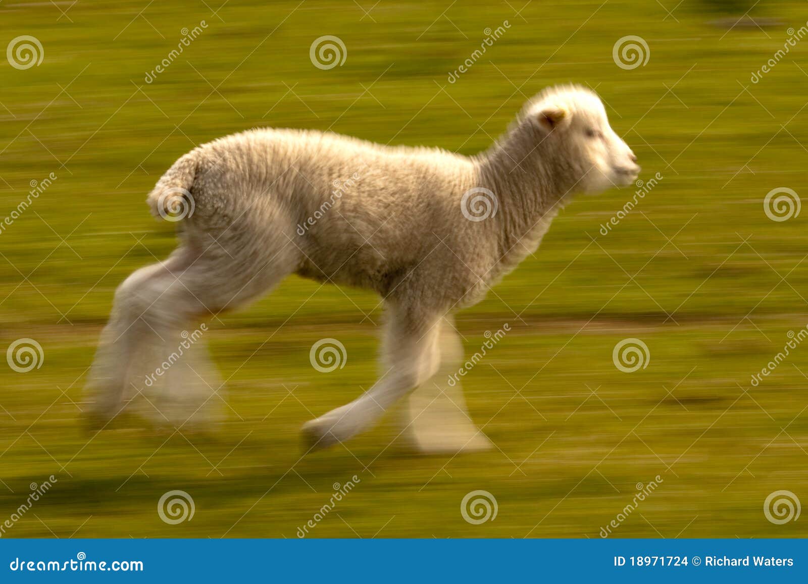 Lamb running stock photo. Image of running, blur, farm - 18971724