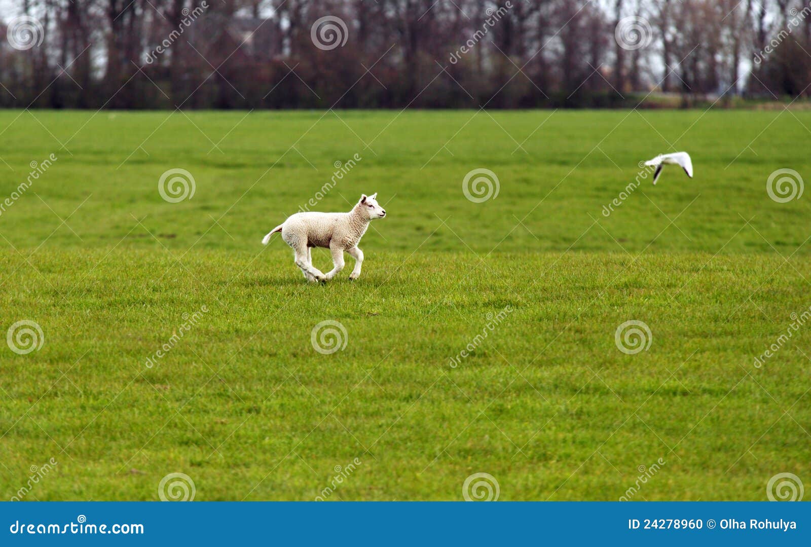 Lamb running stock photo. Image of running, lamb, quick - 24278960
