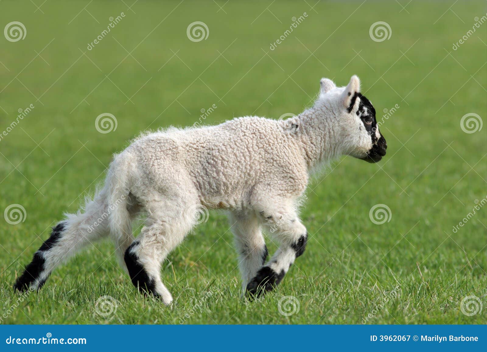 737 Lamb Running Stock Photos - Free & Royalty-Free Stock Photos from ...