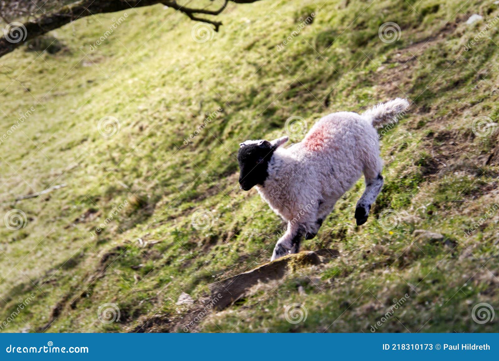 Lamb Running down hill stock image. Image of springtime - 218310173