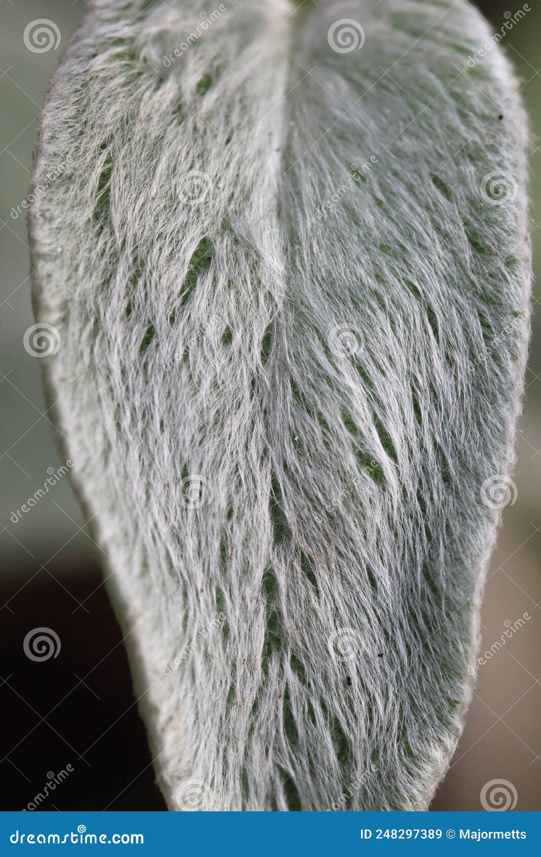 Lamb`s ear leaf close-up stock image. Image of lambs - 248297389
