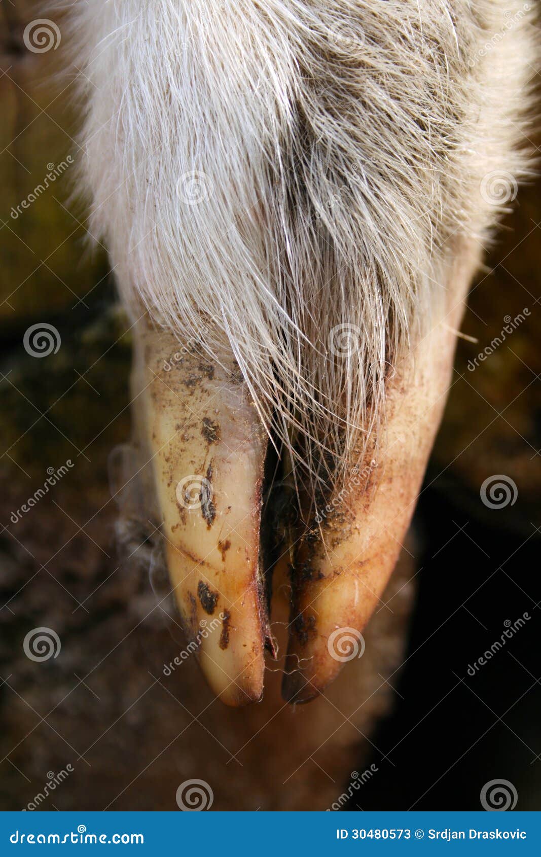 Lamb s hoof stock image. Image of hoof, lamb, boot, fauna - 30480573