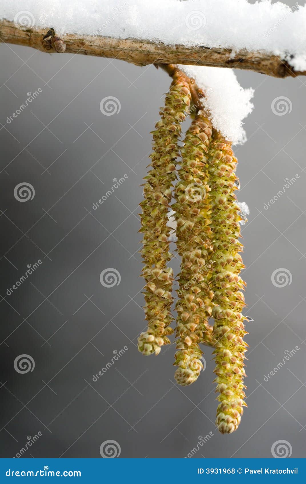 Lamb s-tails stock photo. Image of frost, isolated, catkin - 3931968