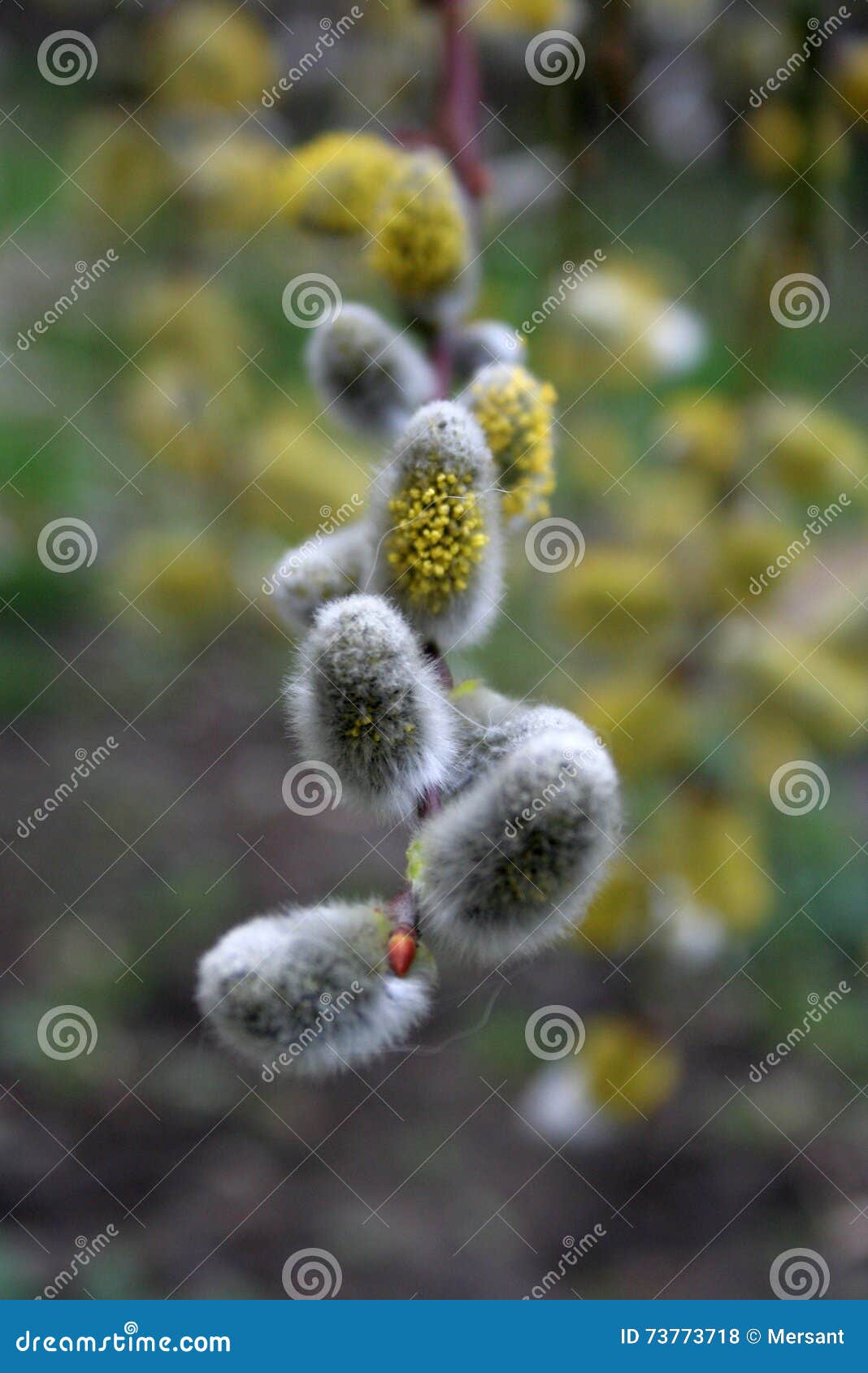Lamb s-tails stock photo. Image of plants, gardening - 73773718