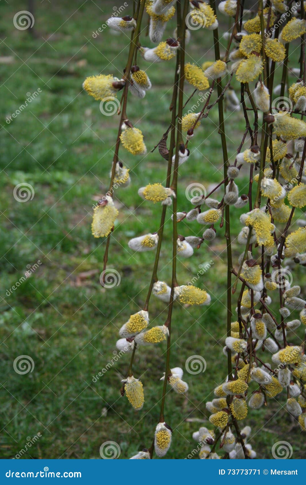 Lamb s-tails stock image. Image of natural, blossom, plants - 73773771