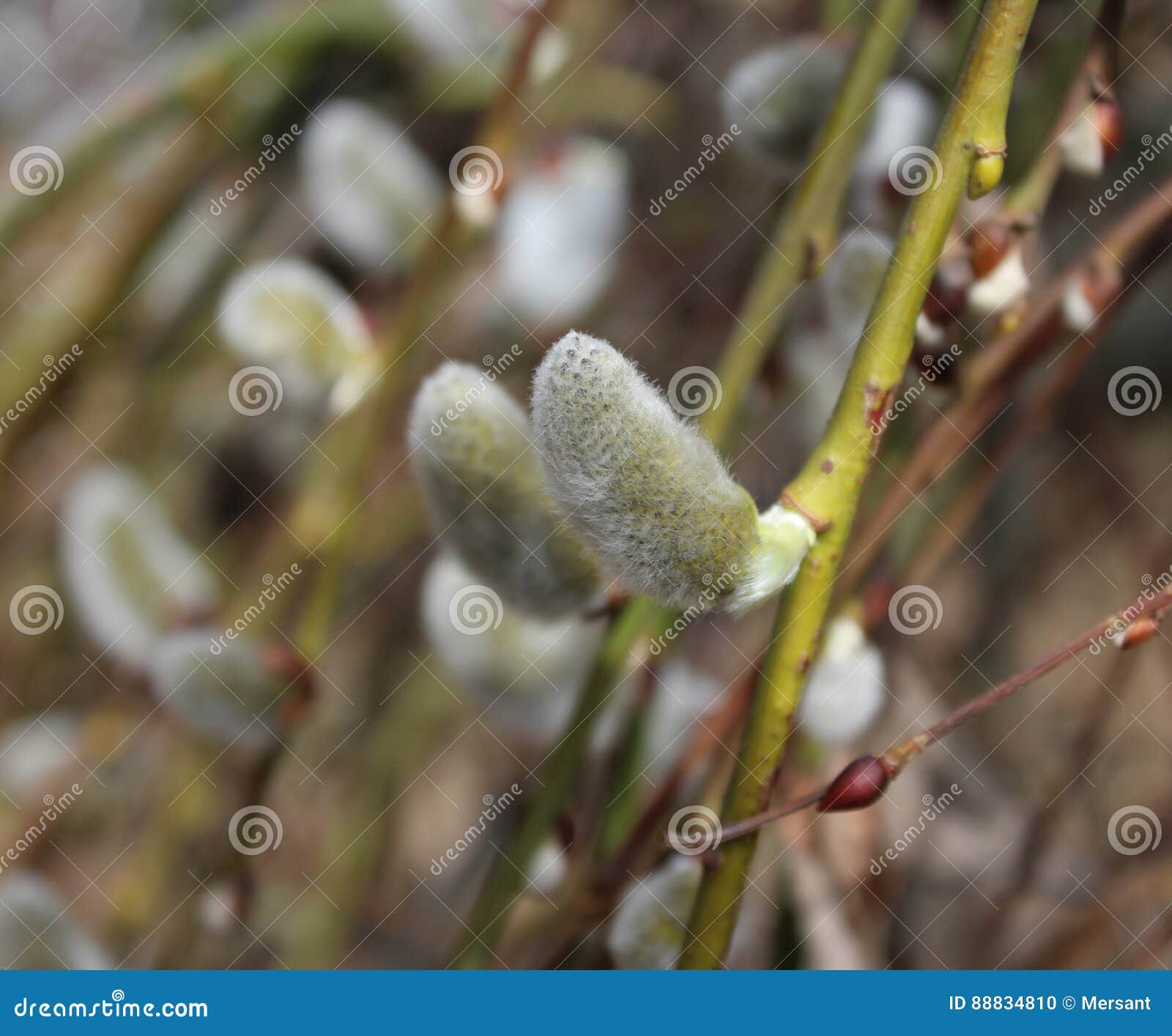 Lamb`s-tails stock photo. Image of plants, spring, garden - 88834810