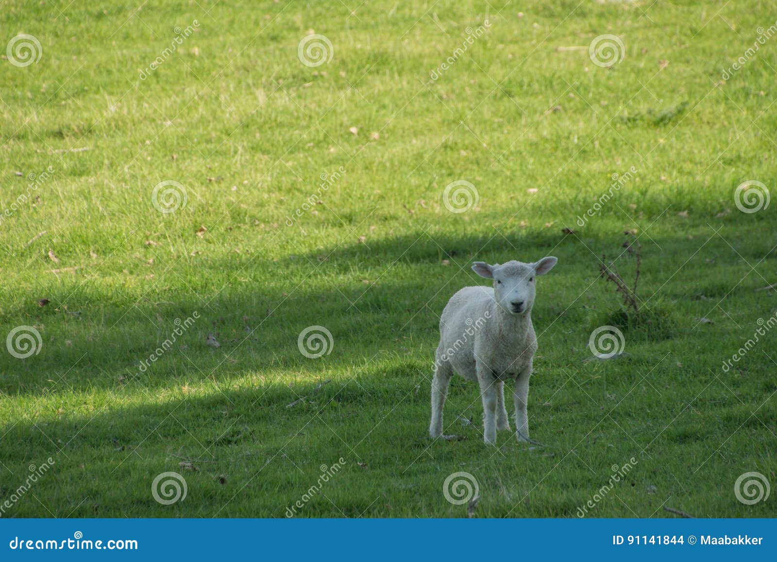 Lamb in shadow stock photo. Image of meadow, lamb, grass - 91141844