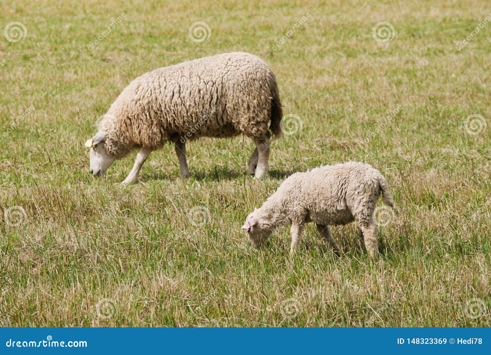 Lamb and sheep stock image. Image of country, summer - 148323369