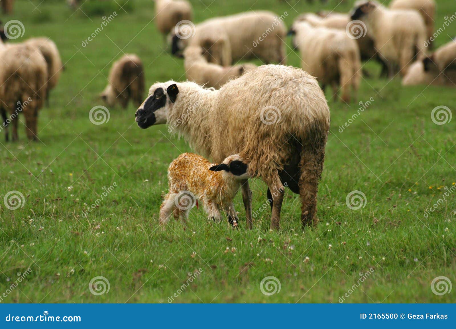 Lamb and sheep stock photo. Image of mother, nature, offspring - 2165500