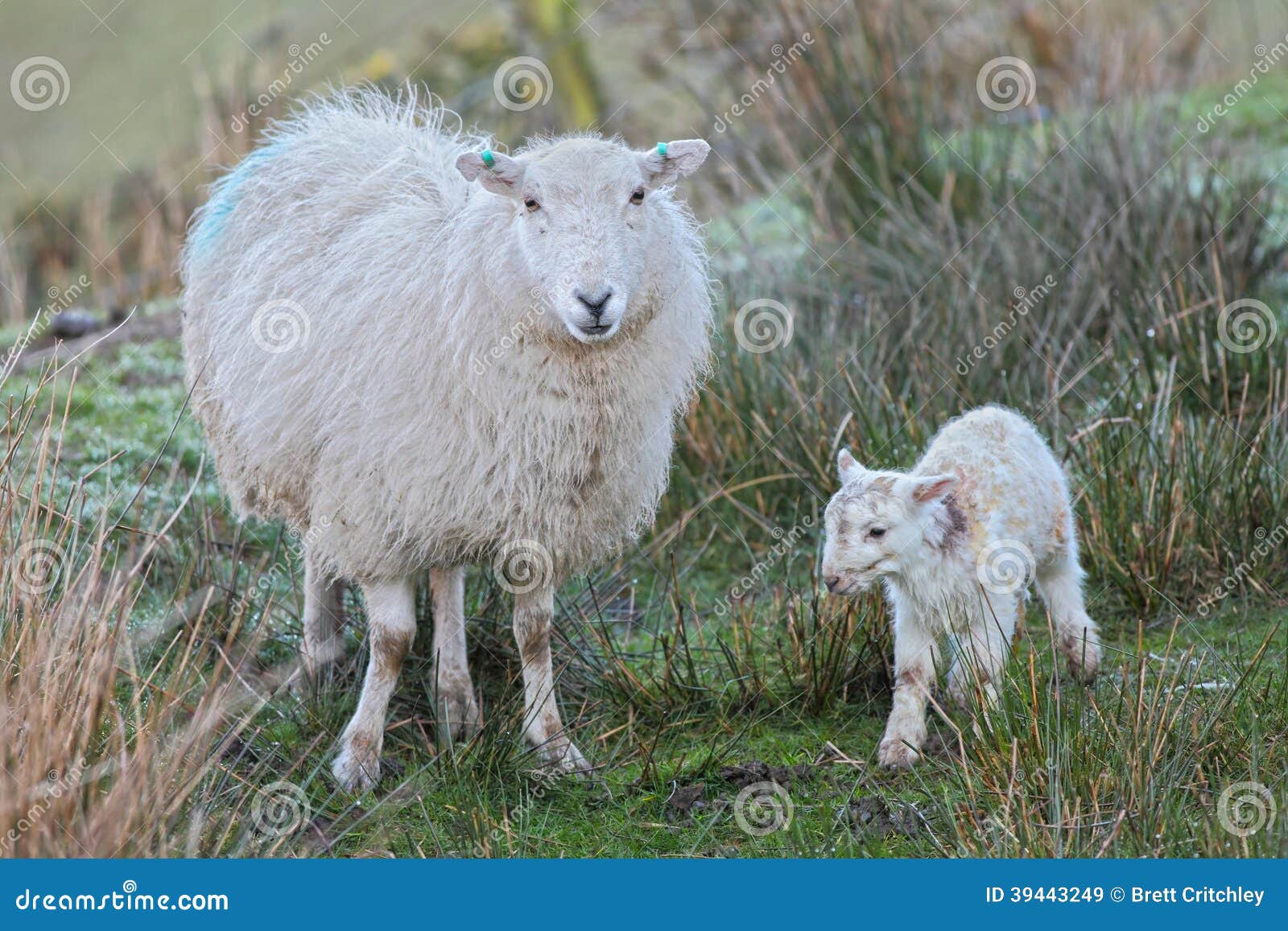 Lamb and sheep stock image. Image of rural, seasonal - 39443249