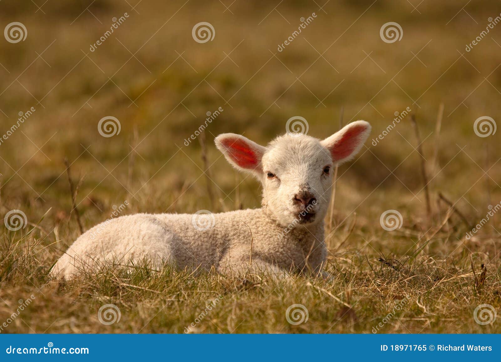 Lamb sitting stock image. Image of livestock, wool, young - 18971765