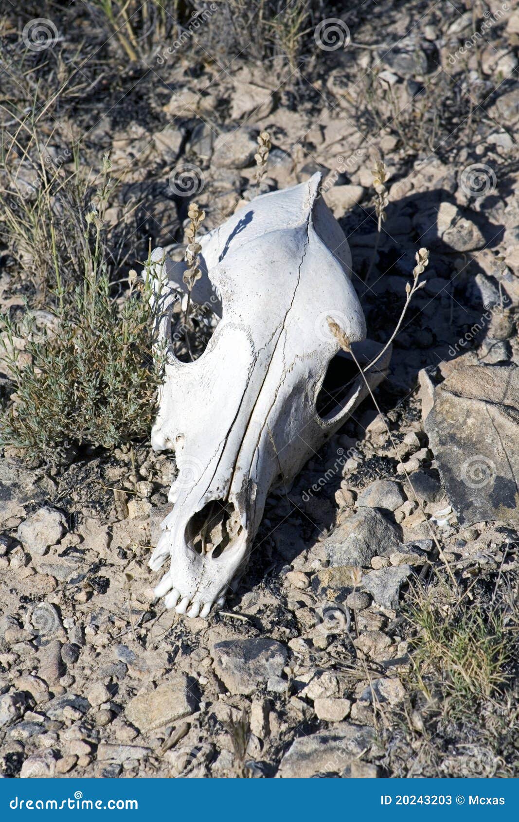 Lamb skull stock image. Image of head, nature, danger - 20243203