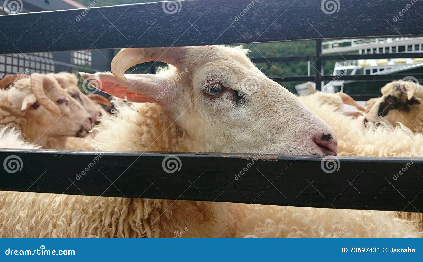 Lamb slaughter stock image. Image of slaughter, trap - 73697431