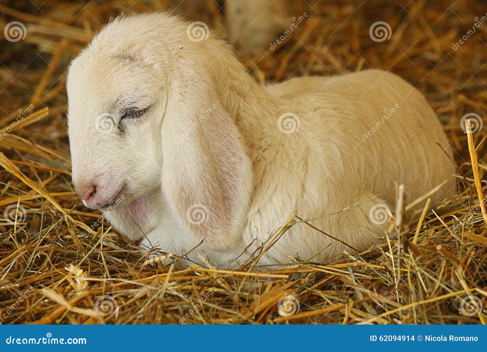 Lamb sleeping in the straw stock photo. Image of animal - 62094914
