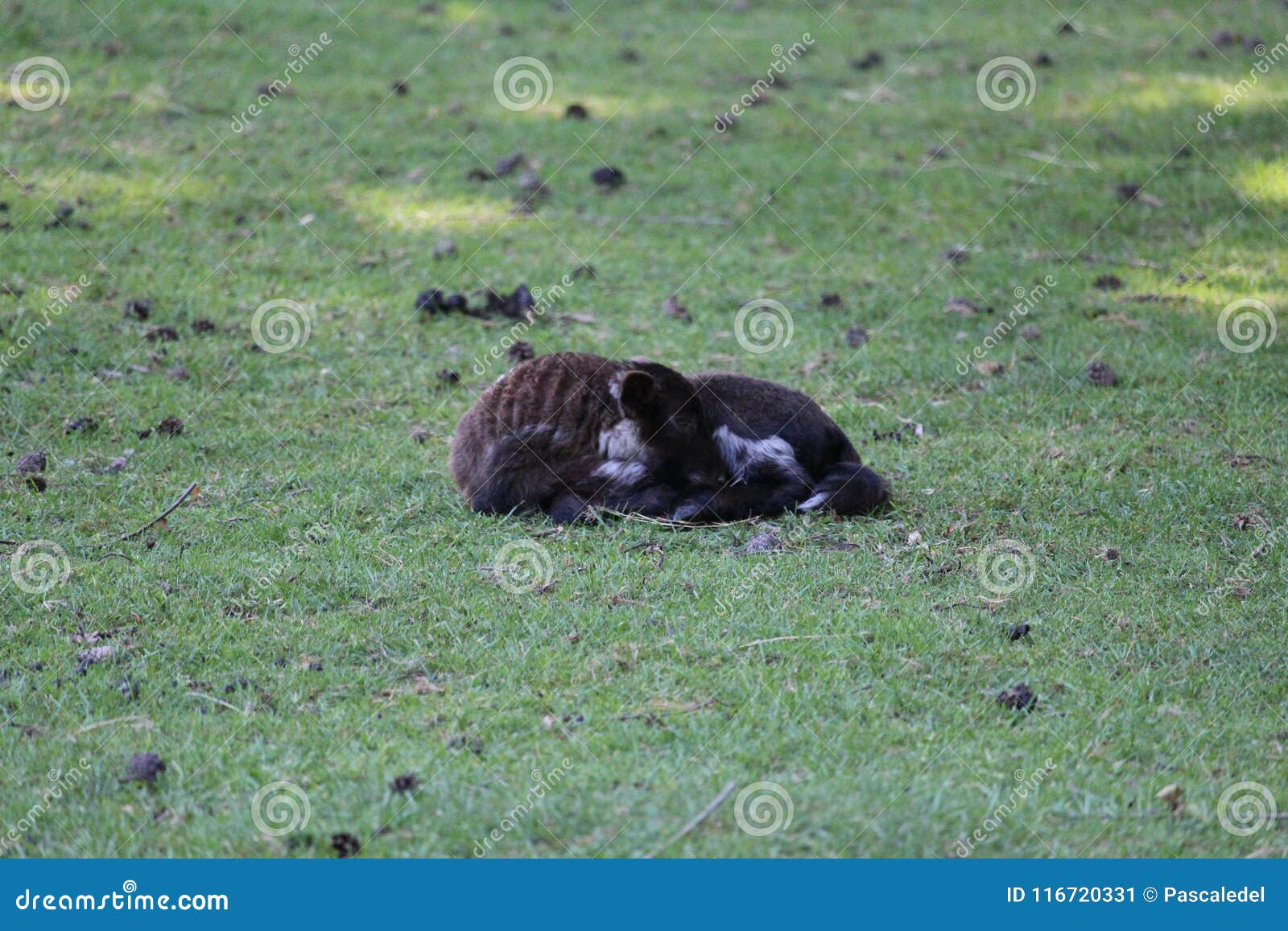 Sleeping Lamb stock image. Image of meadow, forest, animals - 116720331