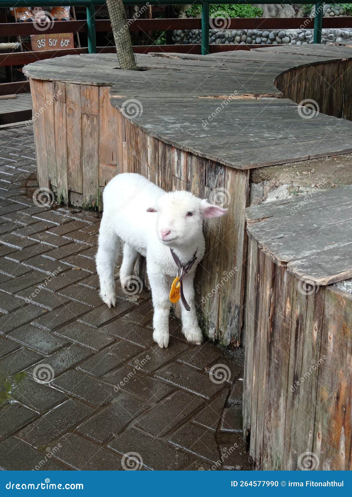 Lamb smile after rain stock photo. Image of lamb, cuteness - 264577990