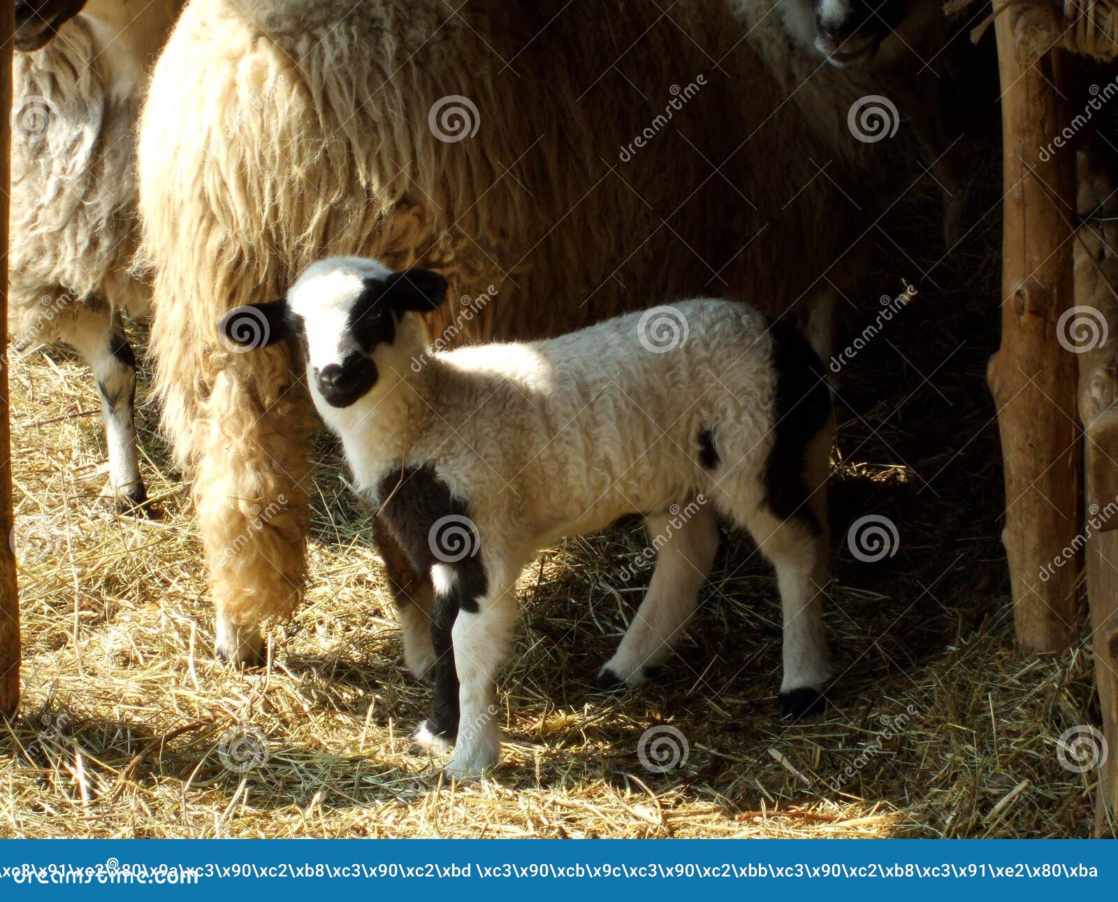 The lamb in a stable stock photo. Image of wool, white - 192252442