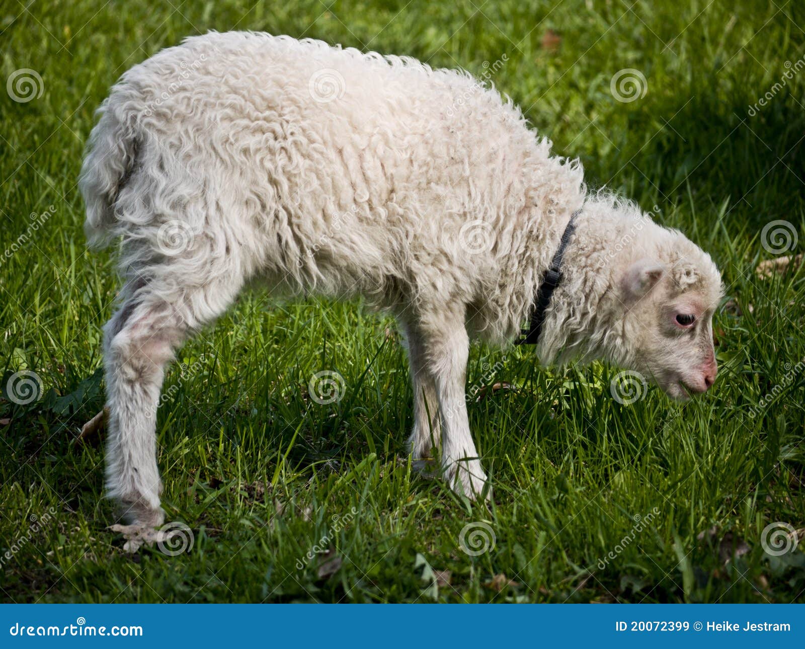 Lamb-standing stock image. Image of animal, legged, four - 20072399