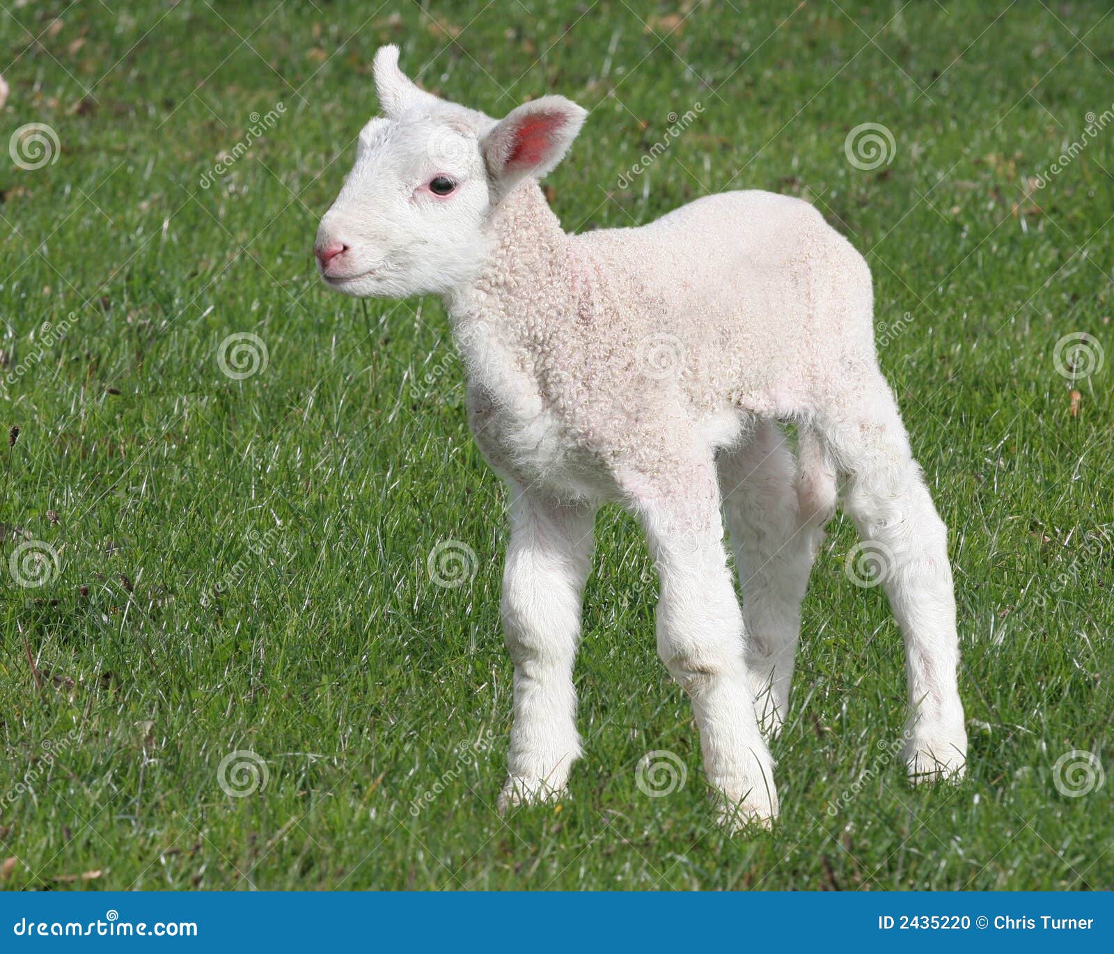Lamb Standing stock photo. Image of white, ribs, little - 2435220