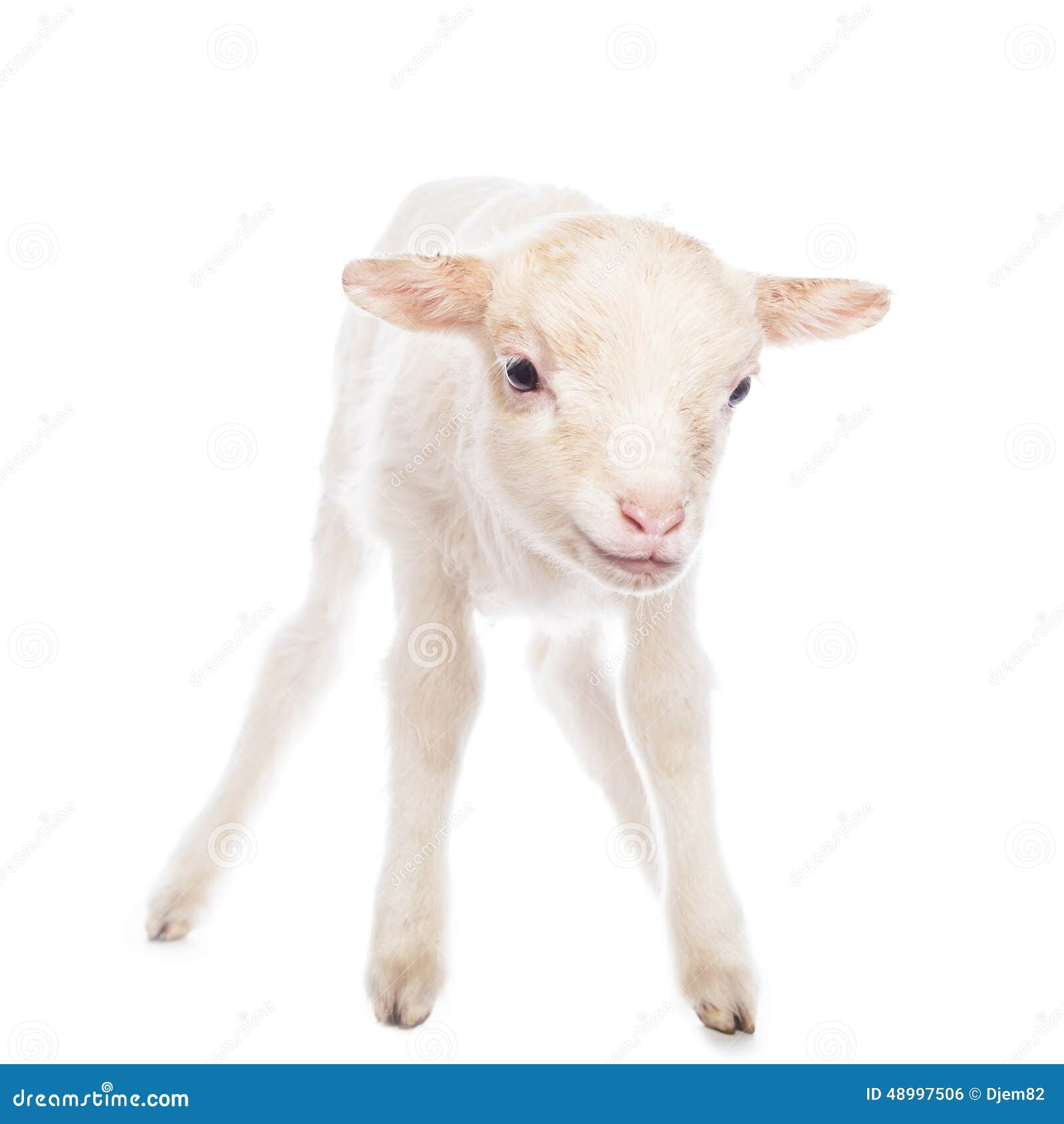 Lamb Standing Stock Photo - Image: 48997506