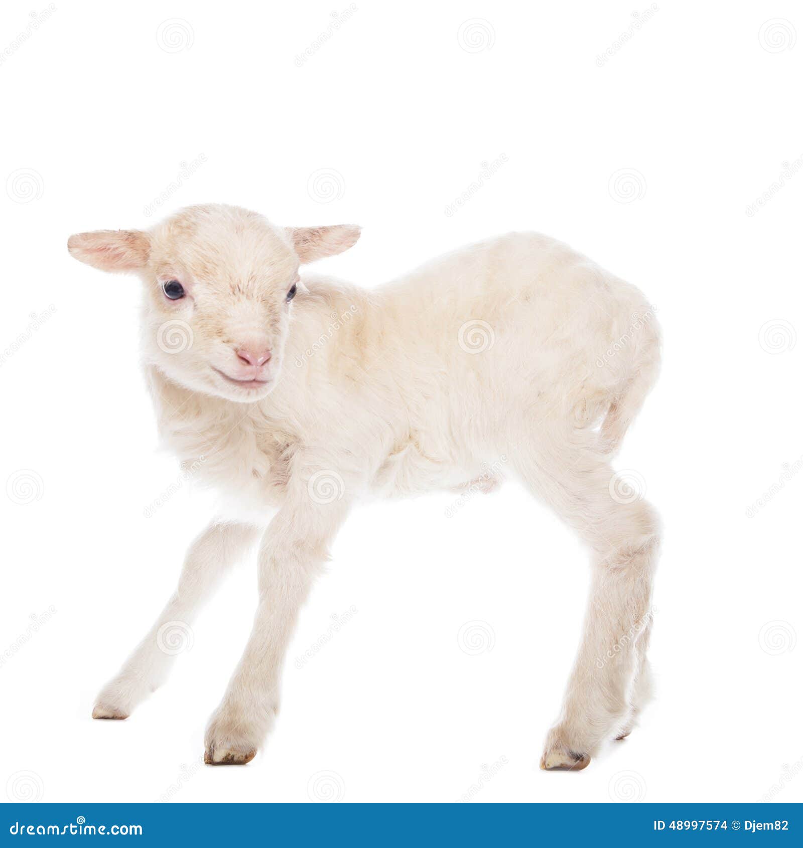 Lamb standing stock photo. Image of young, indoors, farming - 48997574