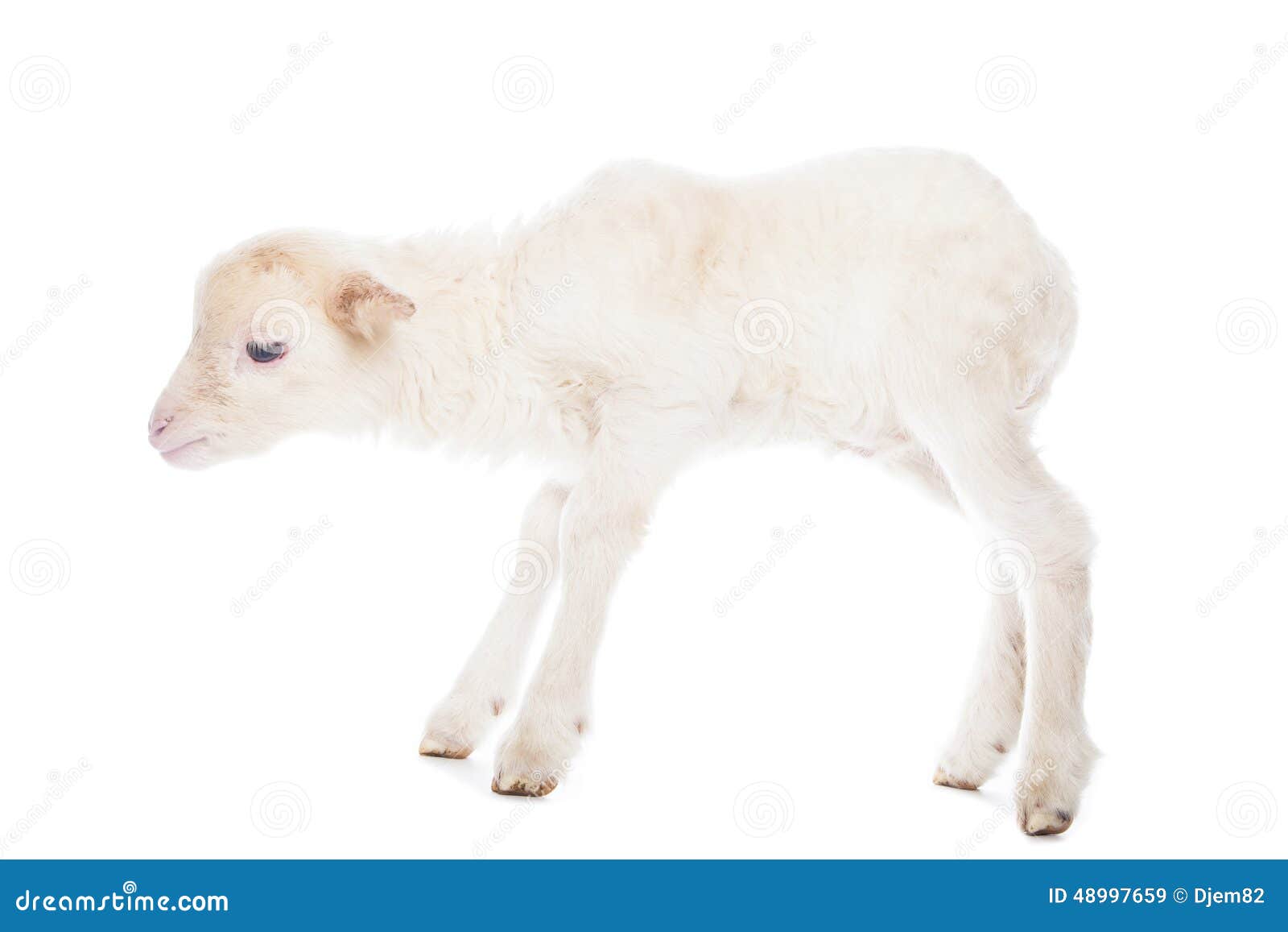 Lamb Standing Stock Photo - Image: 48997659