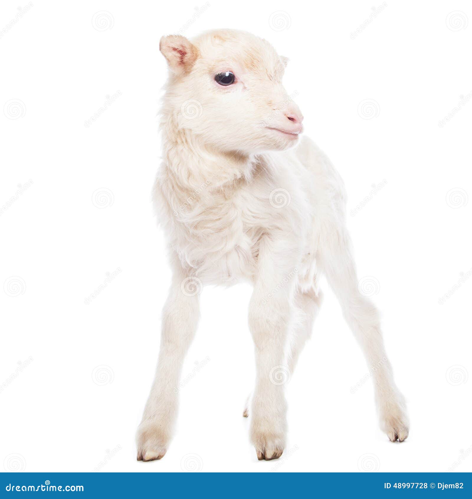 Lamb standing stock photo. Image of wool, mammal, young - 48997728