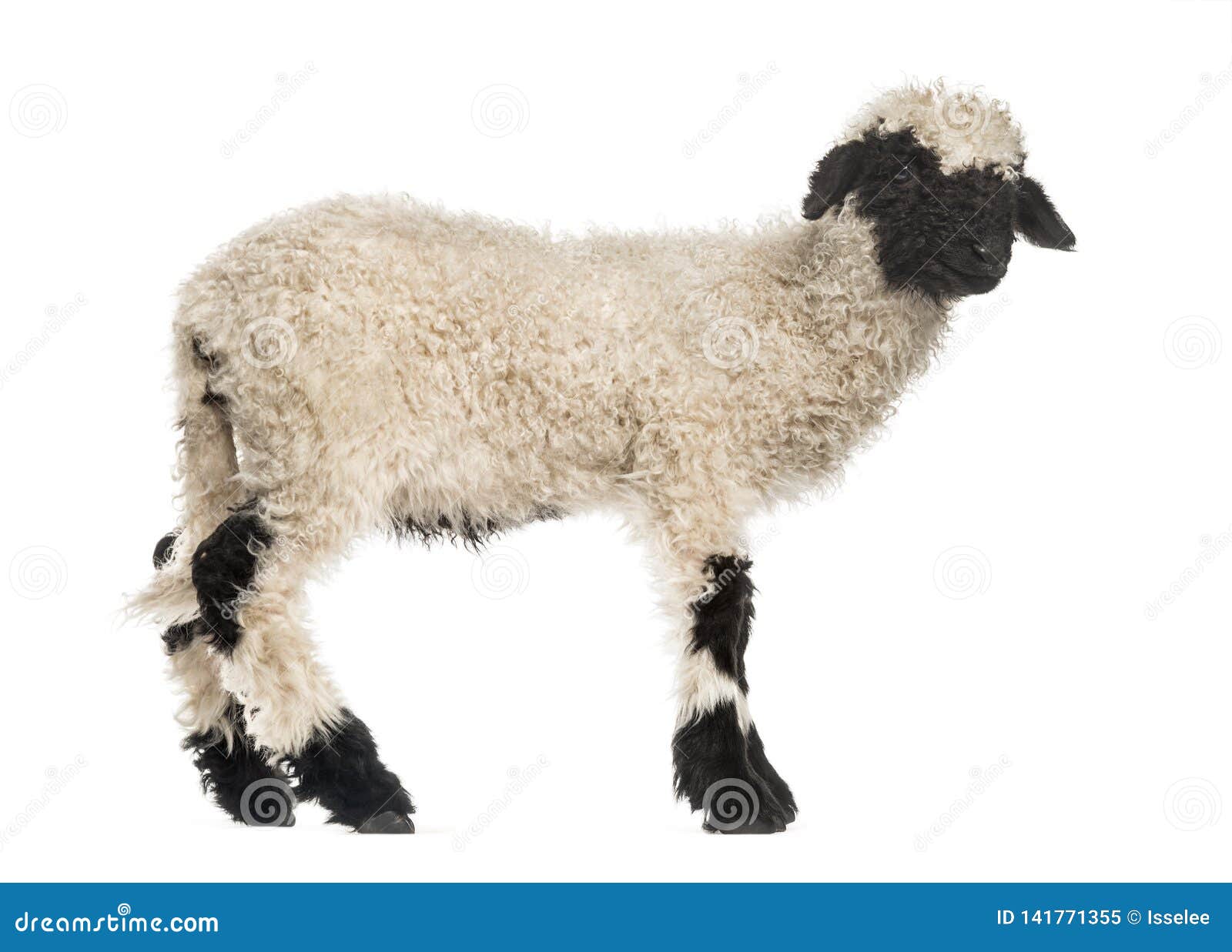 Lamb Standing in Front of White Stock Image - Image of animal ...