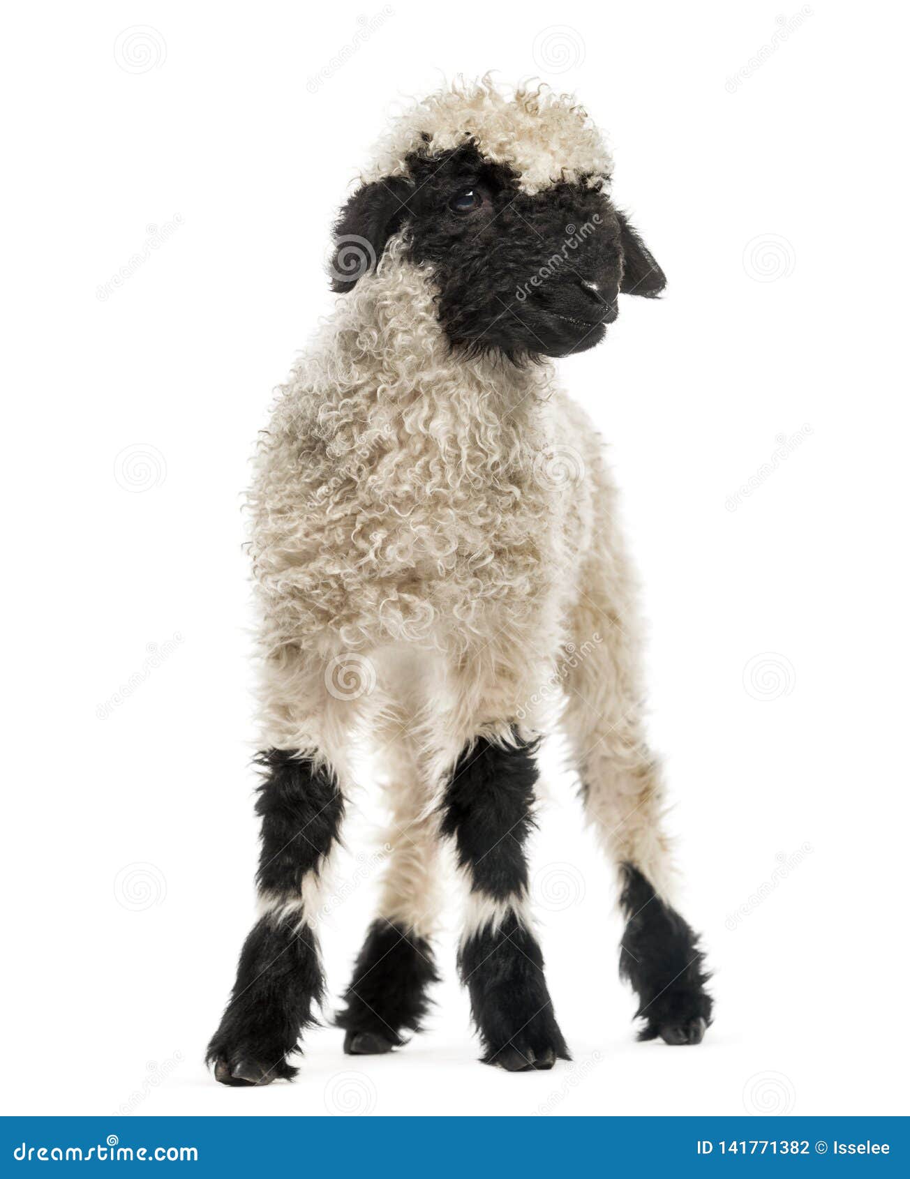 Lamb Standing in Front of White Stock Photo - Image of white, aries ...