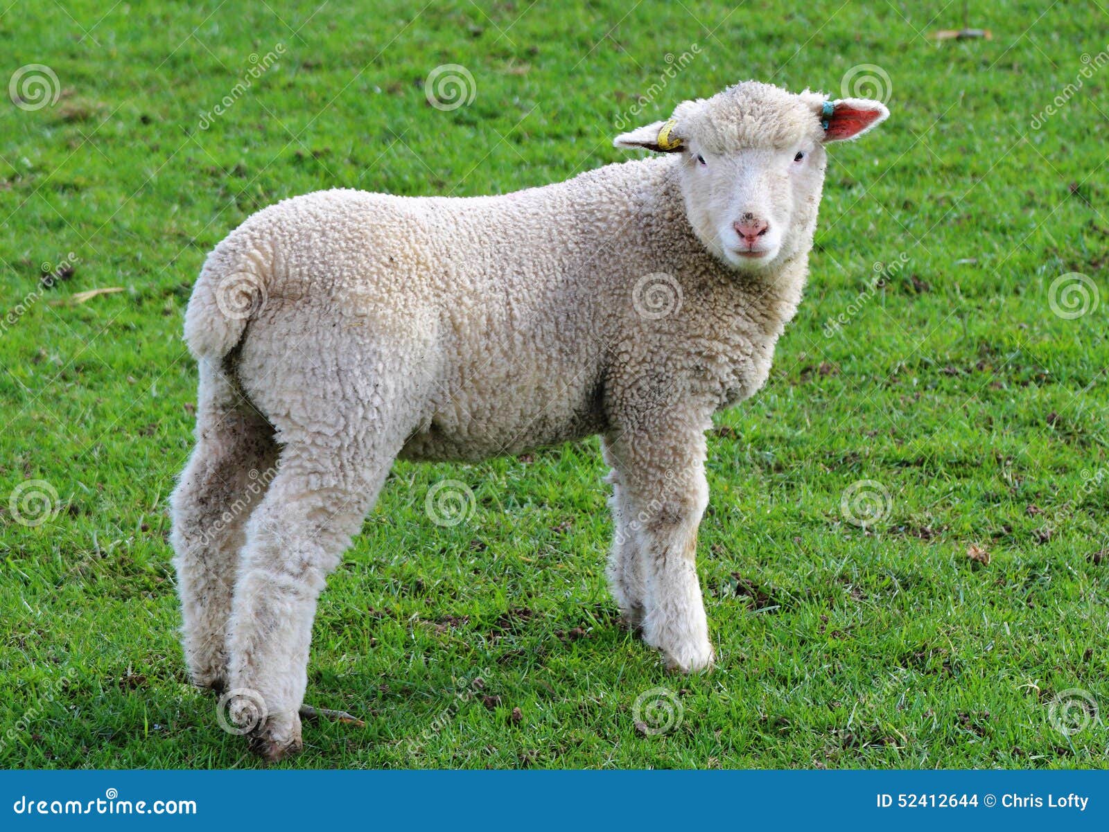 Lamb Standing on a Grassy Meadow Stock Photo - Image of meadow, fields ...