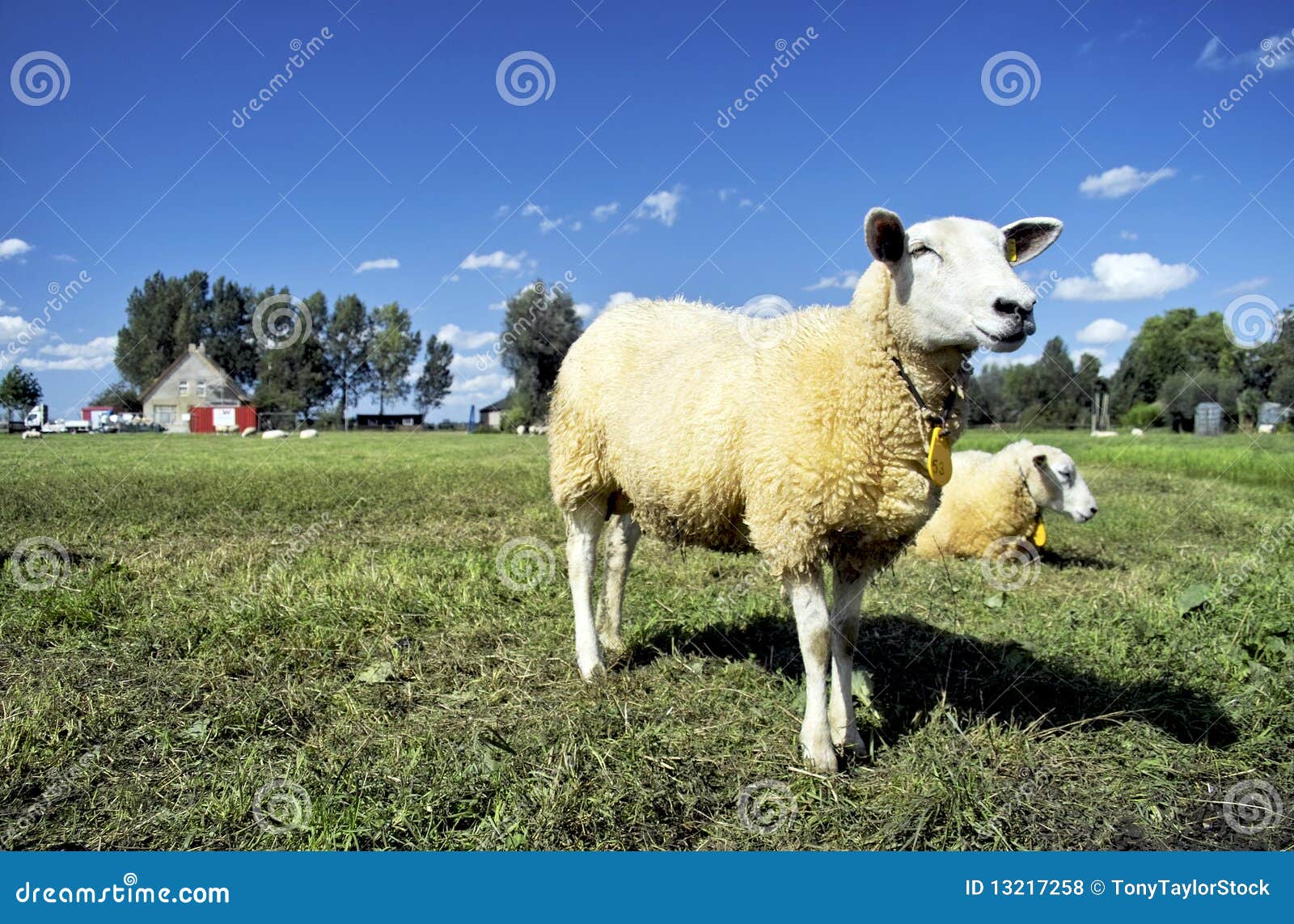 Lamb Standing in a Green Field Waiting Stock Photo - Image of lying ...