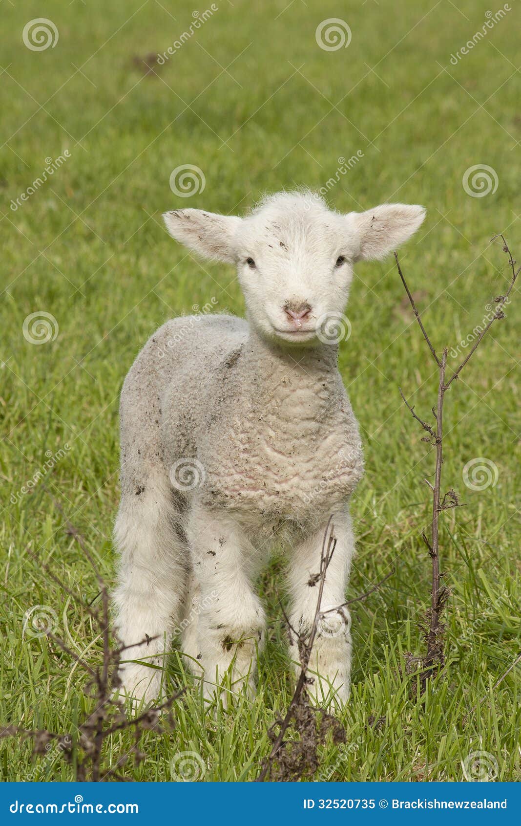 Lamb stock image. Image of born, wool, animals, beauty - 32520735
