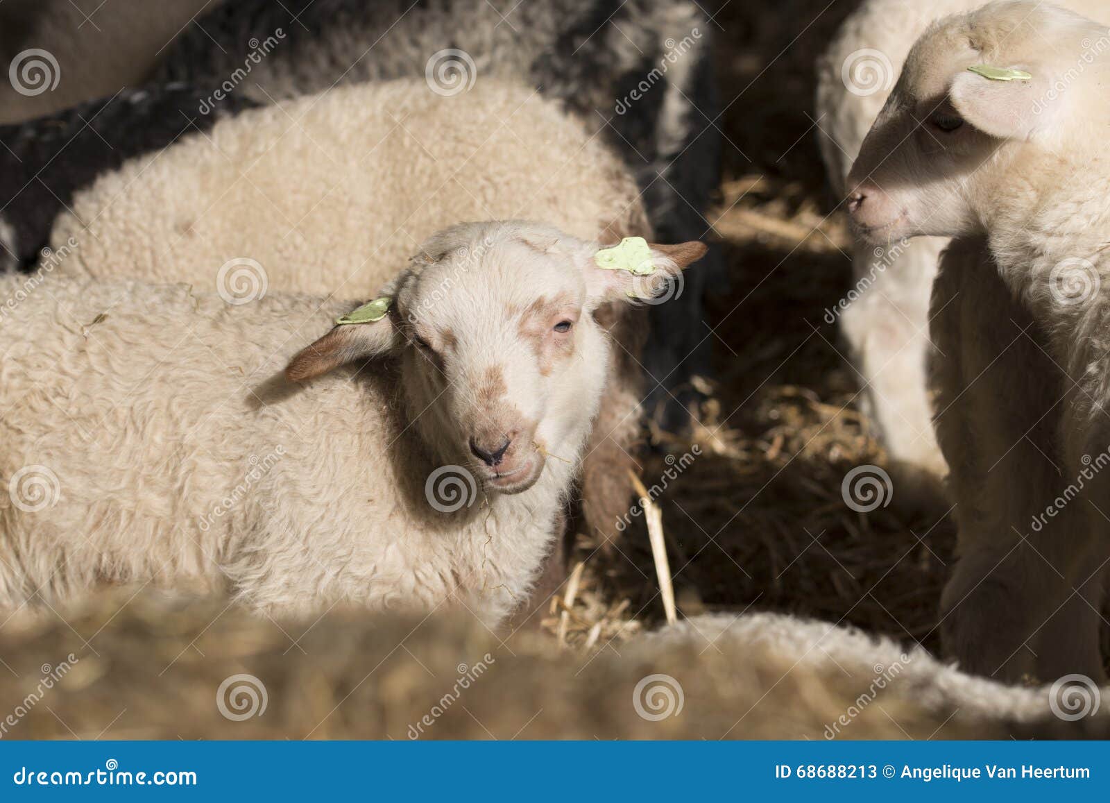 Lamb stock image. Image of animals, mammal, paddock, agriculture - 68688213