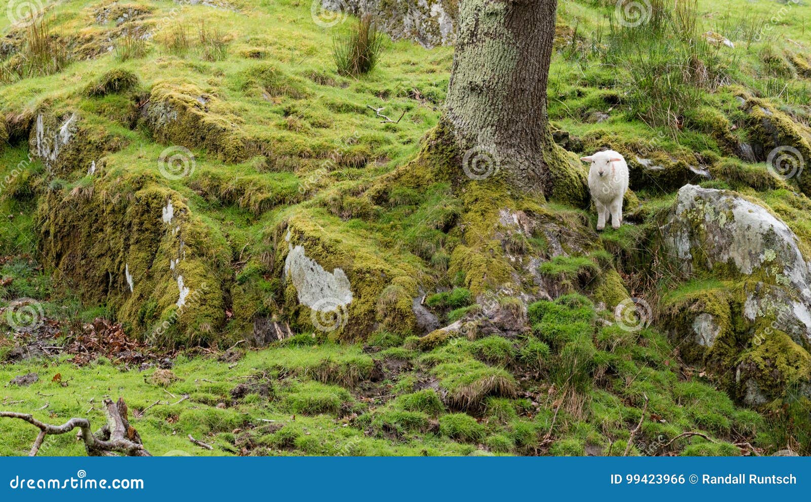 Lamb under a Tree in Wales stock photo. Image of kingdom - 99423966
