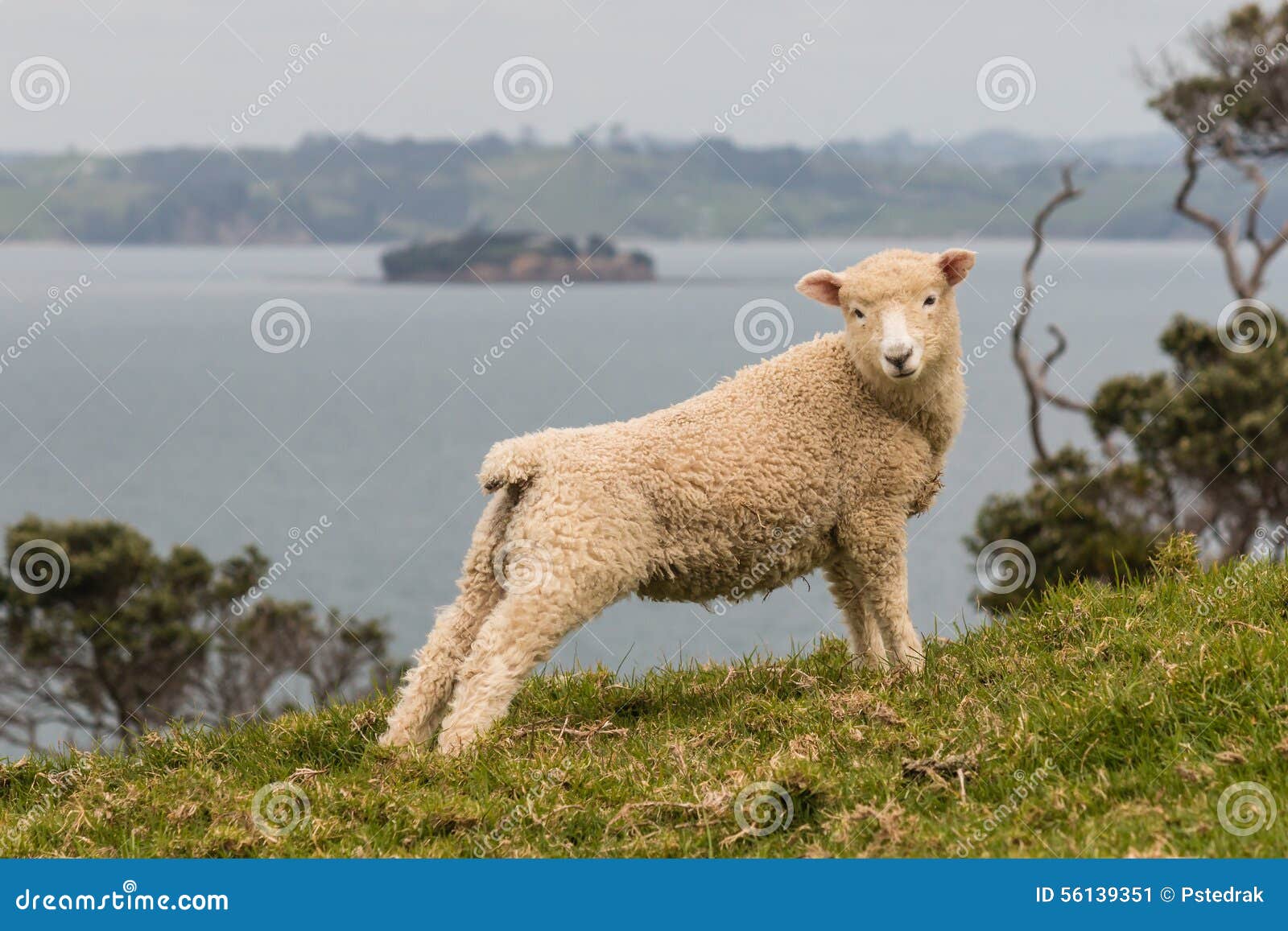Lamb stretching its back stock image. Image of lazy, curious - 56139351