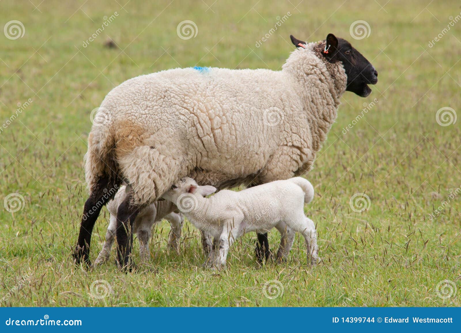Lamb Suckling from Ewe Sheep Stock Photo - Image of green, field: 14399744