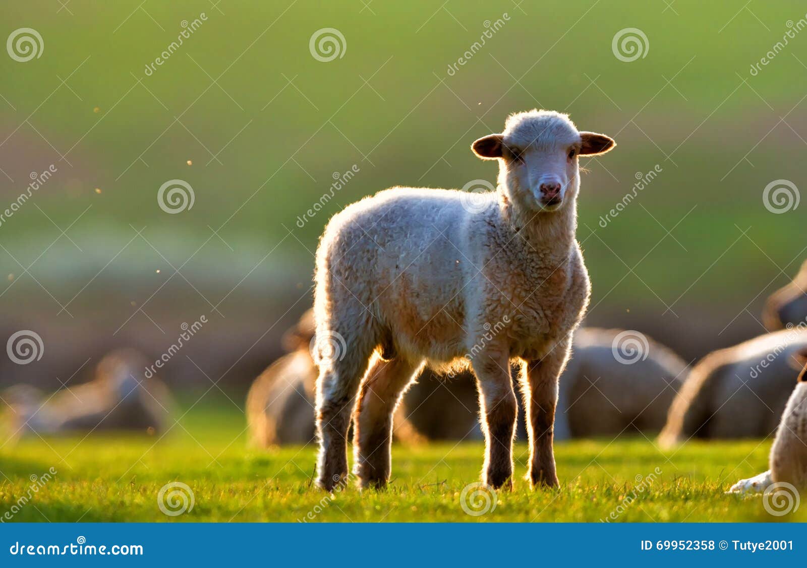 Lamb in the Sunset in the Green Field Stock Photo - Image of born ...