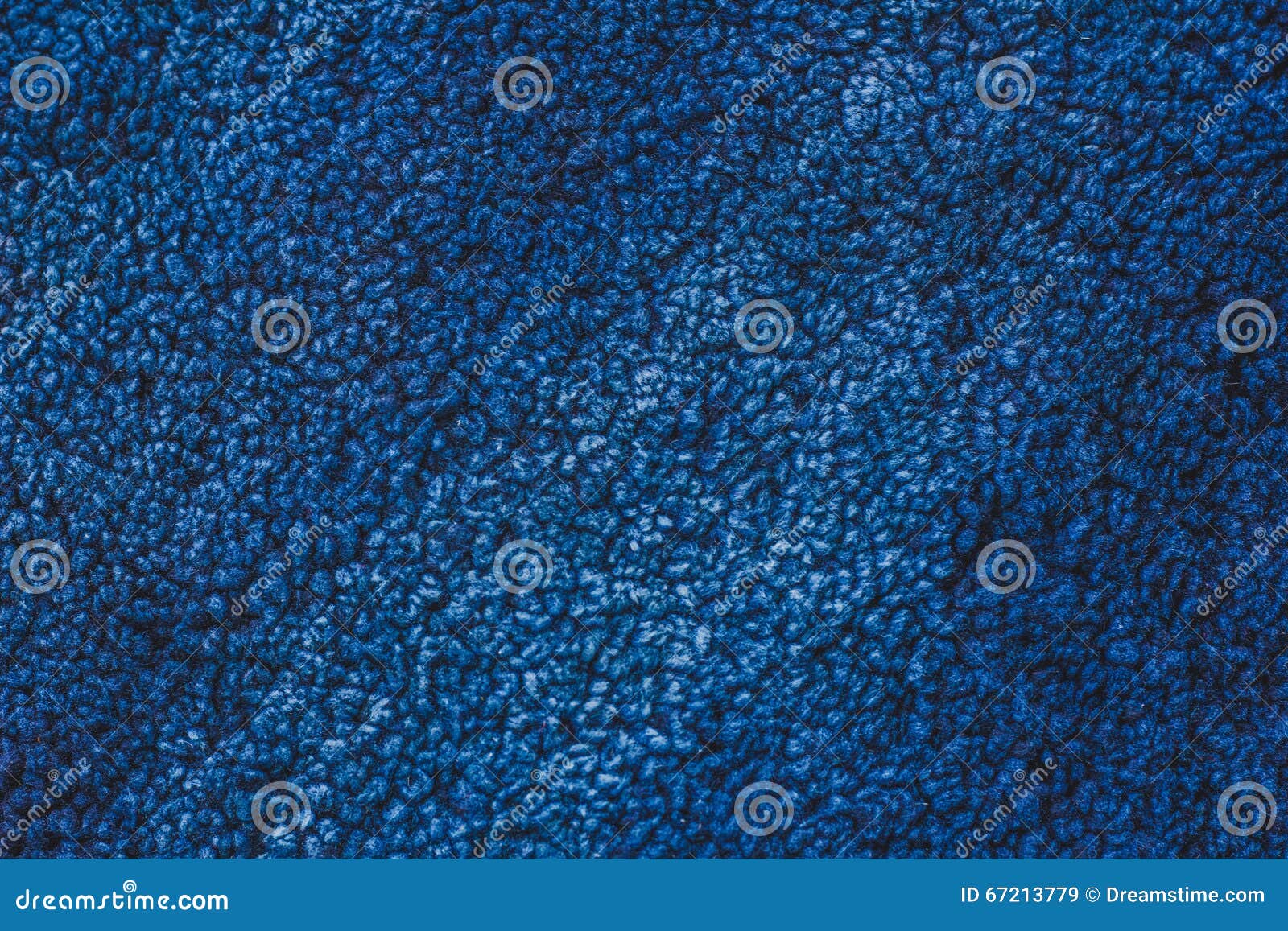 Blue Lamb Stand On The Rock That Live In Padmaja Naidu Himalayan ...